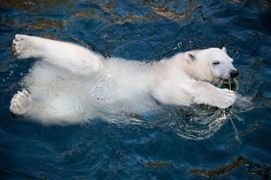 Smiling Polar Bear Lazily Floats Bellyup Editorial Stock Photo - Stock ...