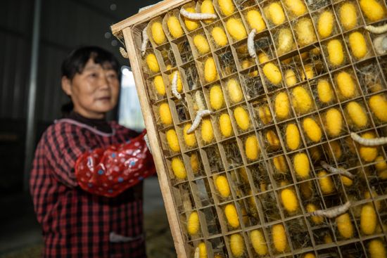 Silk Farmer Shows Cocoon Frame Xidong Editorial Stock Photo - Stock ...