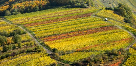 View Autumnally Discolored Vineyards Mosel River Editorial Stock Photo ...