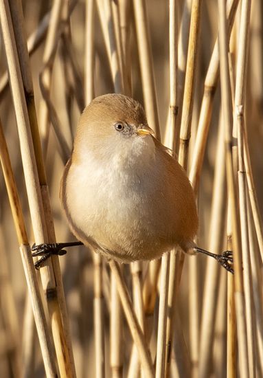 Agile Birds Doing Splits On Reed Editorial Stock Photo - Stock Image ...