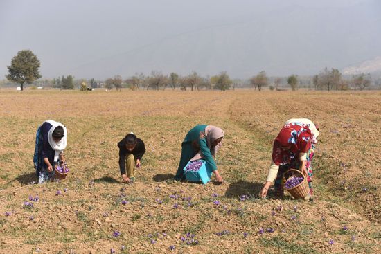 Farm Workers Harvesting Saffron Flowers Field Editorial Stock Photo ...