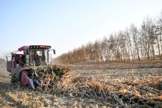 Farmer Drives Combine Harvester Reap Corn Editorial Stock Photo - Stock ...