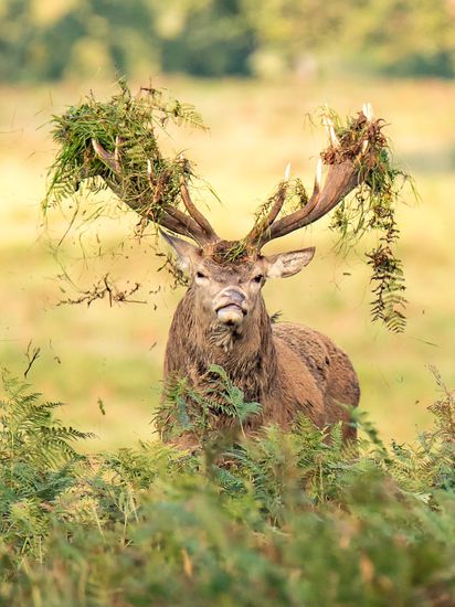 Pictured Stag His Impressive Hairdo This Editorial Stock Photo - Stock ...