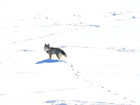 Tibetan Fox Seen Chindu County Yushu Editorial Stock Photo - Stock ...