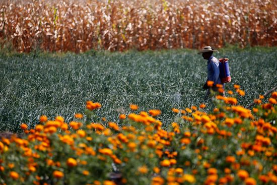 Copandaro Mexico October 28 Farmers Harvest Editorial Stock Photo ...