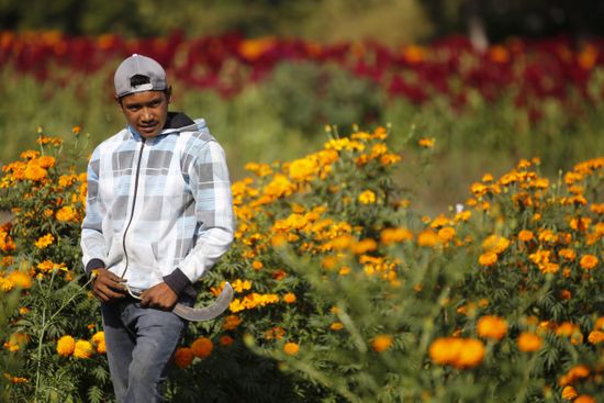 Copandaro Mexico October 28 Farmers Harvest Editorial Stock Photo ...
