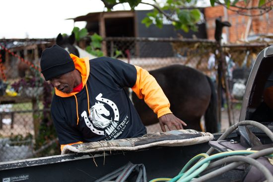 Stable Worker Pictured Prepping His Horses Editorial Stock Photo ...