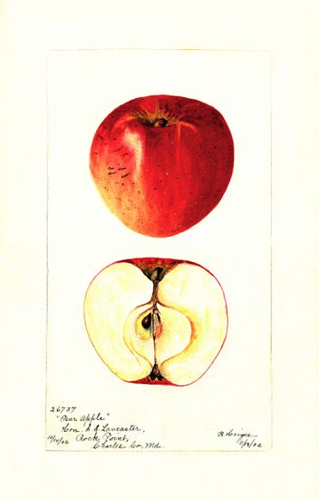 Pear Apple Malus Domestica Rock Point Editorial Stock Photo - Stock ...