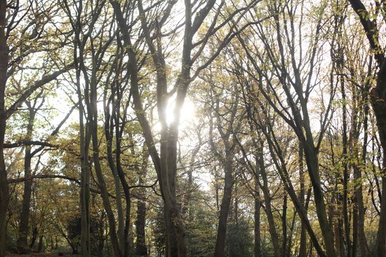Deserted Cherry Tree Woods Editorial Stock Photo - Stock Image ...