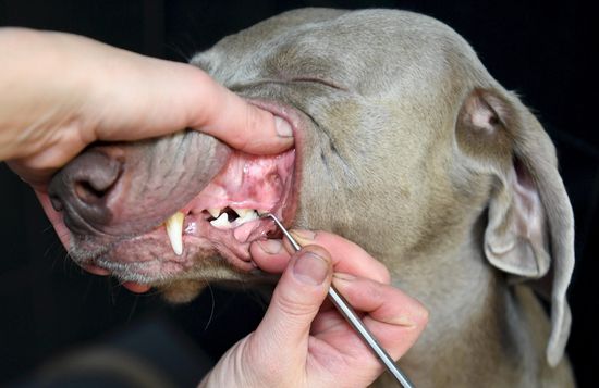 Dog Owner Cleans Dental Calculus Teeth Editorial Stock Photo - Stock ...
