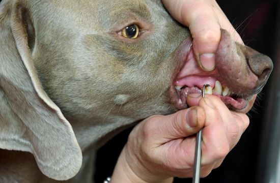 Dog Owner Cleans Dental Calculus Teeth Editorial Stock Photo - Stock ...
