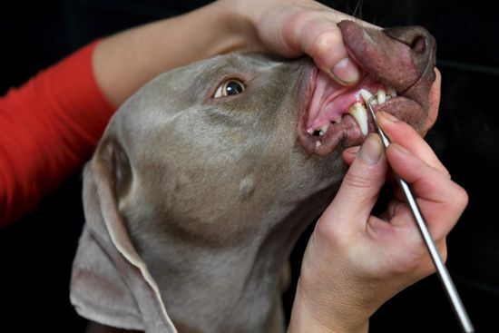 Dog Owner Cleans Dental Calculus Teeth Editorial Stock Photo - Stock ...