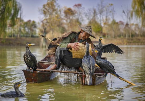 Mr Zhou Fishing Using Trained Ducks Editorial Stock Photo - Stock Image ...
