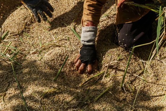 Farmers Put Sorted Rice Seeds Into Editorial Stock Photo - Stock Image ...