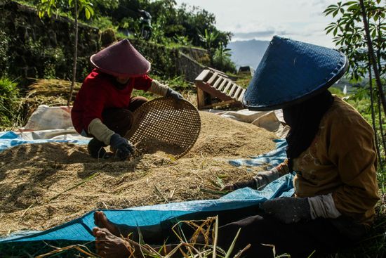 Farmers Put Sorted Rice Seeds Into Editorial Stock Photo - Stock Image ...