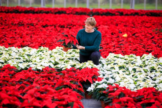 Morag Hill Manager Hills Plants Nursery Editorial Stock Photo - Stock ...