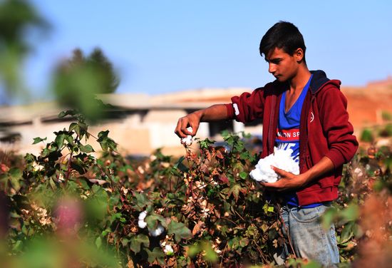 Worker Collects Cotton Cotton Farm Hama Editorial Stock Photo - Stock ...