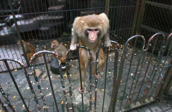 Monkeys Running Riot Zoo After Escaping Editorial Stock Photo - Stock ...