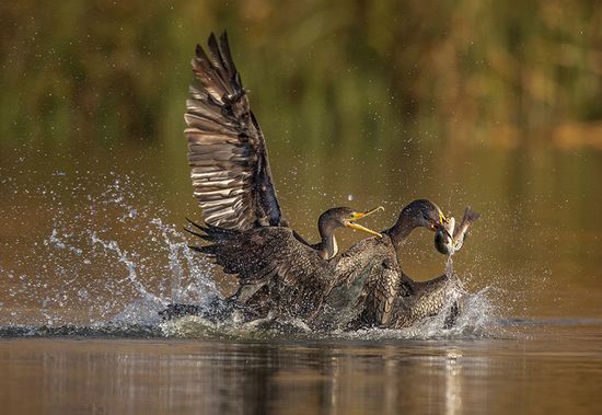 Group Cormorants Fiercely Battle Each Other Editorial Stock Photo ...