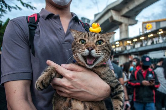 Protester Holds Cat Wearing Tiny Yellow Editorial Stock Photo - Stock ...