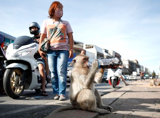 Monkey Drinks Plastic Bottle Pepsi Cola Editorial Stock Photo - Stock ...