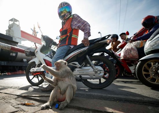 Monkey Enjoys Plastic Bottle Pepsi Cola Editorial Stock Photo - Stock ...