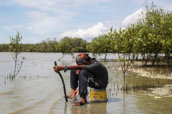 Child Collects Clams Mangrove Beach Sabak Editorial Stock Photo - Stock ...