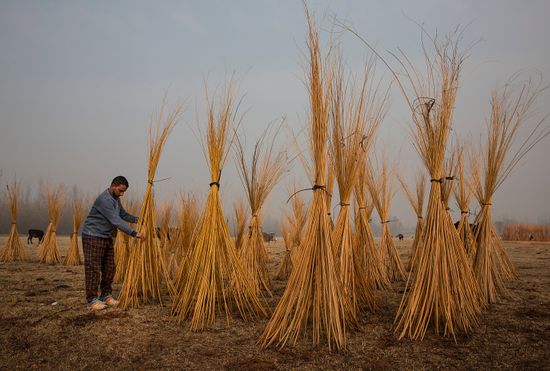 Worker Puts Wicker Sticks Sundrying Village Editorial Stock Photo ...