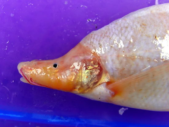 Example Alienlooking Fish Caught 1000m Below Editorial Stock Photo ...