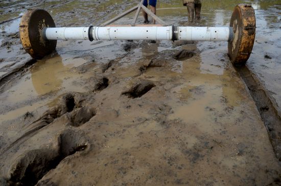Farmers Using Modern Pabubu Rice Seed Editorial Stock Photo - Stock ...