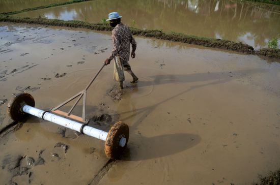 Farmers Using Modern Pabubu Rice Seed Editorial Stock Photo - Stock ...