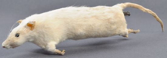 Exploding Rat Made Blowing German Factory Editorial Stock Photo - Stock ...