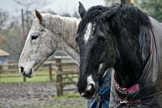Horses Look Forlorn Their Paddock Standing Editorial Stock Photo ...