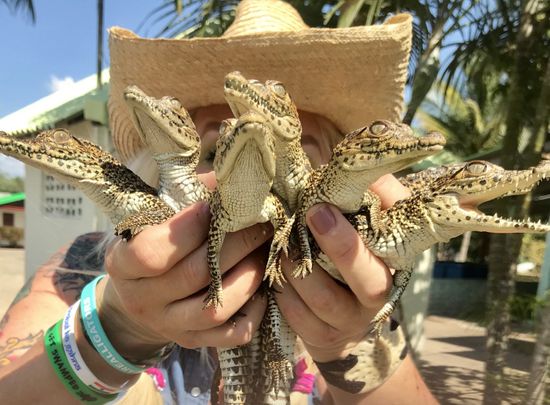 Savannah Boan Cuban Crocodiles Critically Endangered Editorial Stock ...