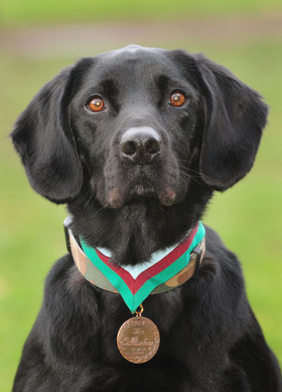 Treo Black Labrador His Victoria Cross Editorial Stock Photo - Stock ...