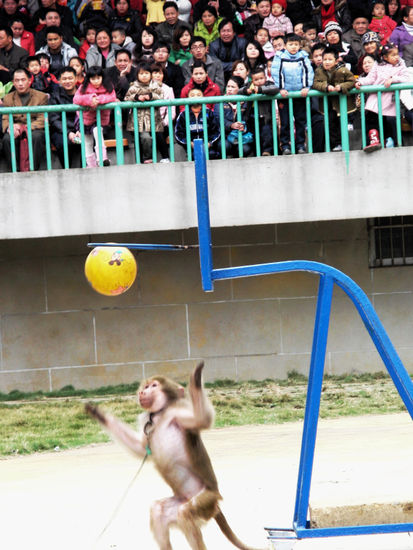 Ji Ling Monkey Showing Off His Editorial Stock Photo - Stock Image ...