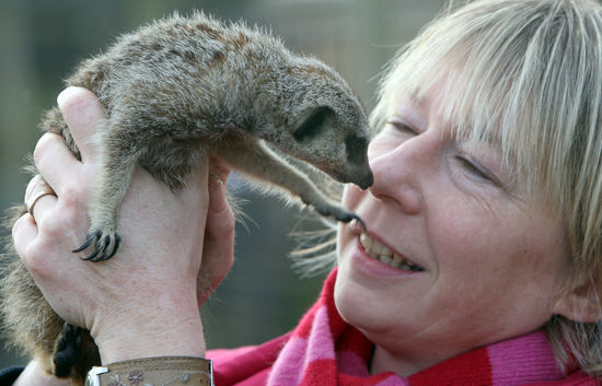 One Meerkats Jayne Collier Axe Valley Editorial Stock Photo - Stock ...