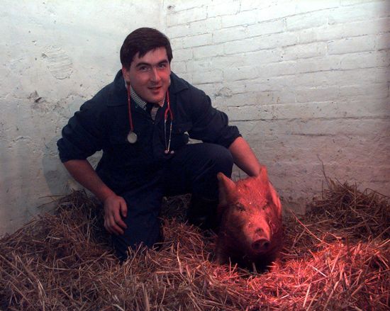Sundance Tamworth Pig Safe Malmsbury Vet Editorial Stock Photo - Stock ...