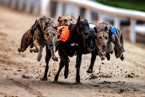 Greyhound Racing Shelbourne Park Dublin 1962020 Editorial Stock Photo ...