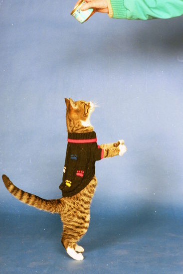 Cool Cats Strut Their Stuff On Editorial Stock Photo - Stock Image ...