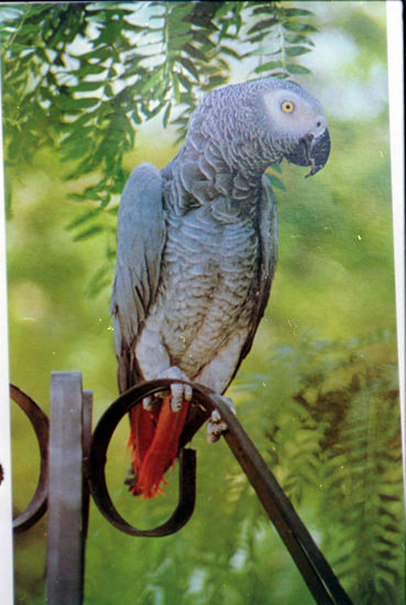 Funky African Grey Parrot Who Belongs Editorial Stock Photo - Stock ...