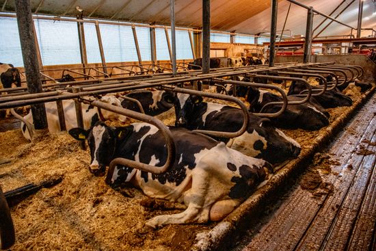 Cows Barn Farmer Milked By Lely Editorial Stock Photo - Stock Image ...