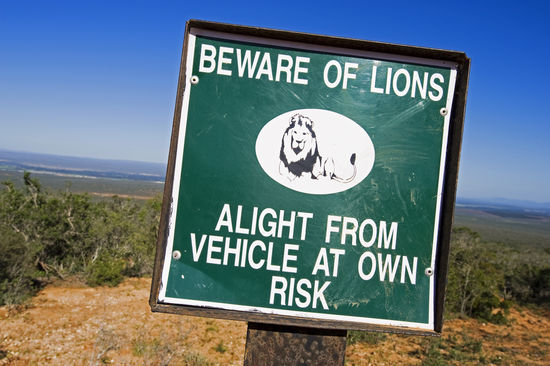 Beware Lions Warning Sign Addo Elephant Editorial Stock Photo - Stock ...