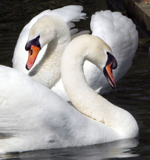 Two Male Swans Editorial Stock Photo - Stock Image | Shutterstock