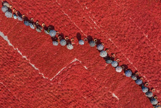 Red Hot Chilli Pickers More Than Editorial Stock Photo - Stock Image ...