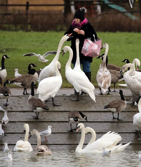 Lady Feeds Swans Geese Seagulls Whilst Editorial Stock Photo - Stock ...