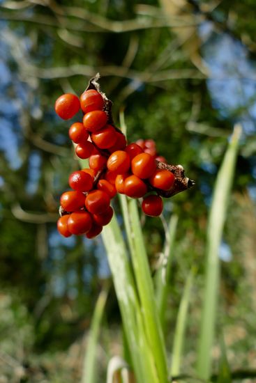 Stinking Iris Berries Sunshine Editorial Stock Photo - Stock Image ...