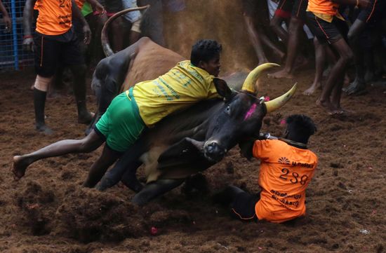 Participants Try Control Bull During Annual Editorial Stock Photo ...