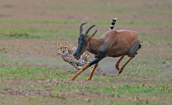 Sequence Cheetahs Hunting Gazelle Hungry Cheetahs Editorial Stock Photo ...