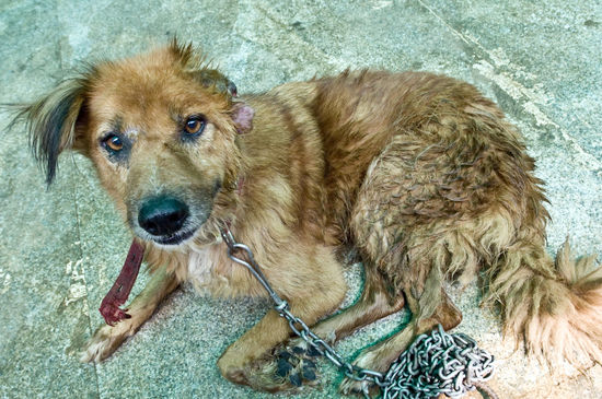 Injured Stray Dog Waits Treatment Editorial Stock Photo - Stock Image ...